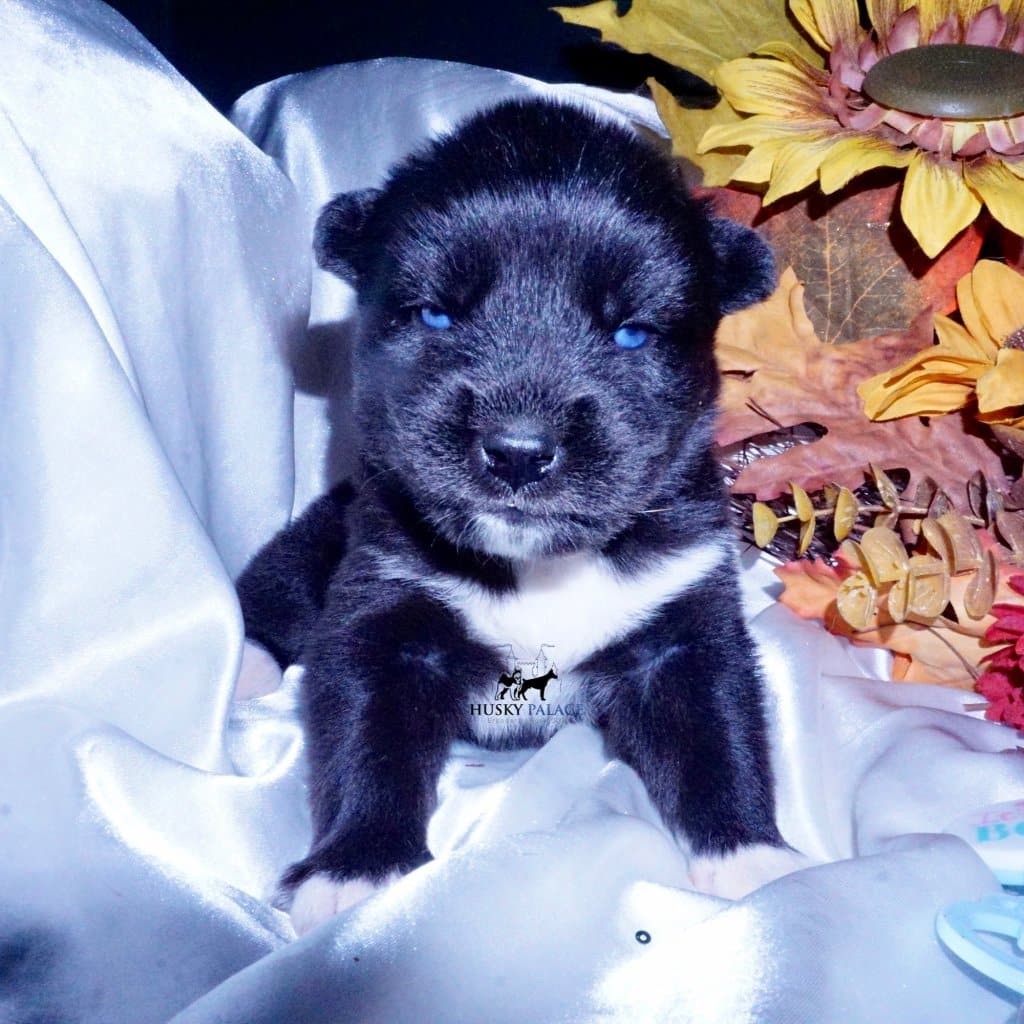AKC Siberian Husky Breeder in NC & SC | Husky Palace