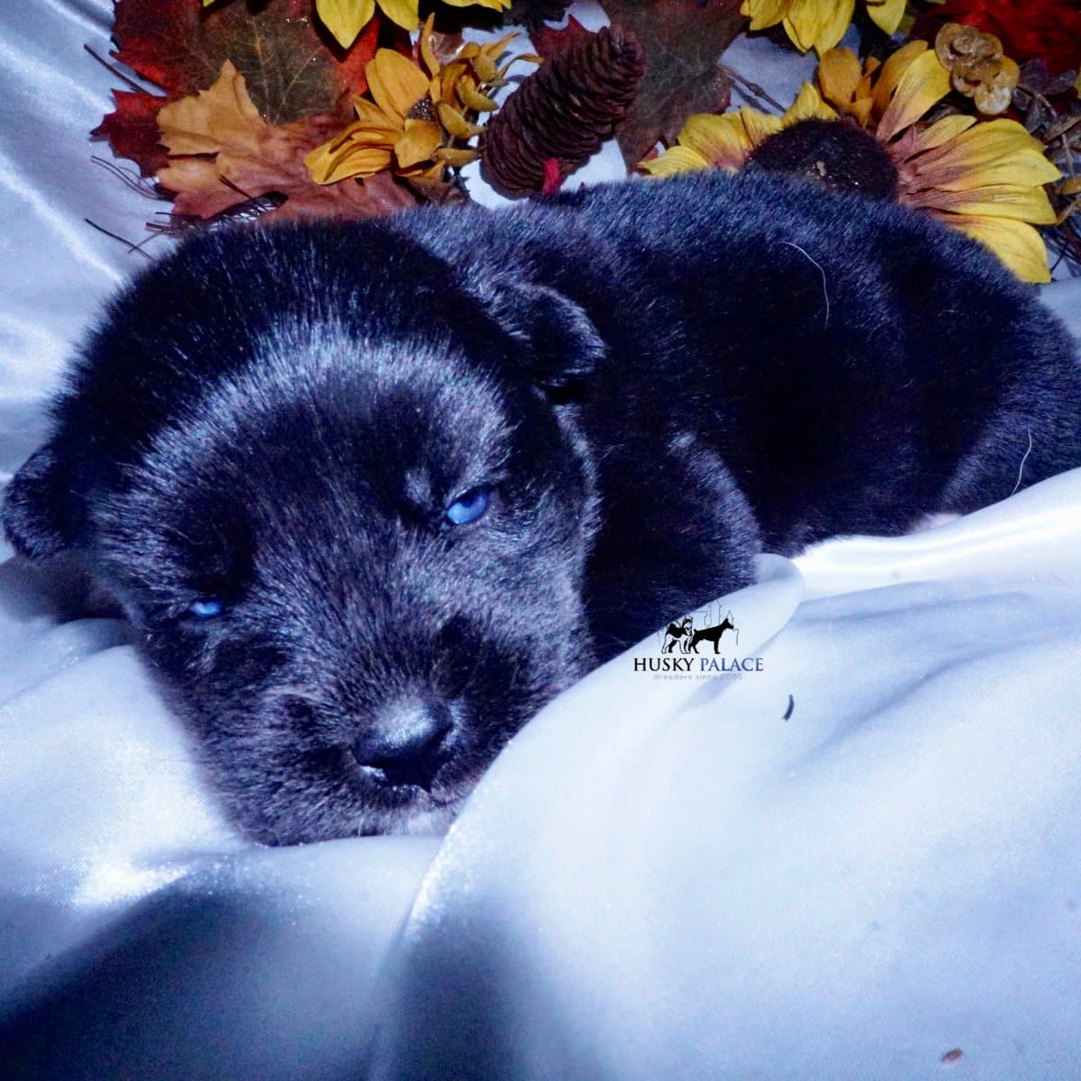 Solid Black Husky - Husky Palace