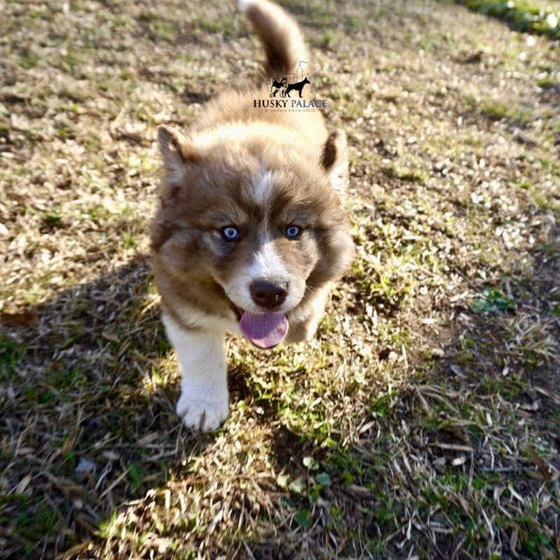 Cooper Siberian Huskies For Sale - AKC | Husky Palace