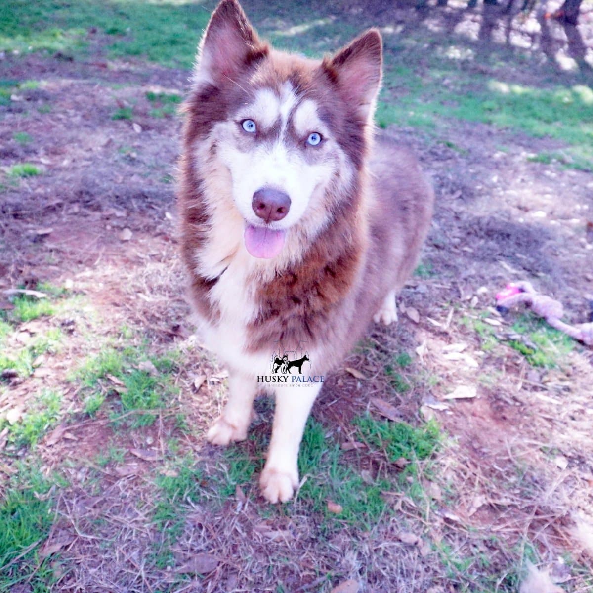 AKC Siberian Husky Upcoming Litters - Husky Palace