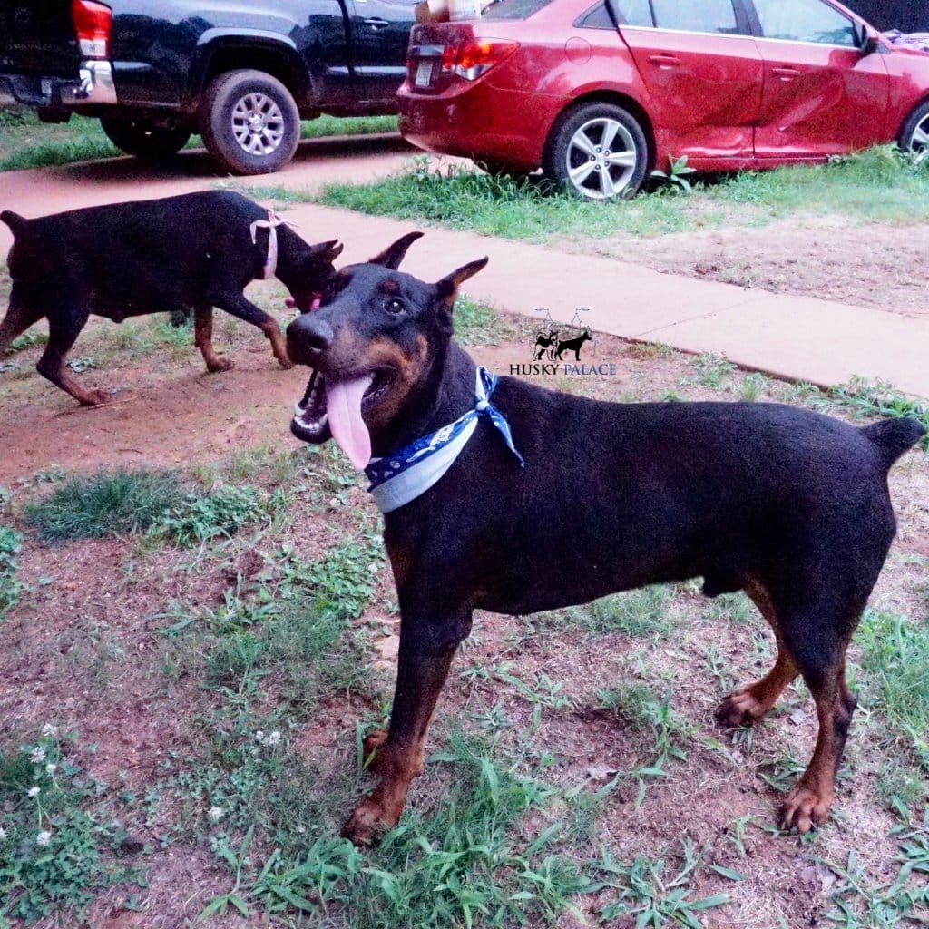 Doberman Palace's Zuko Prince of the Fire Nation - Husky Palace